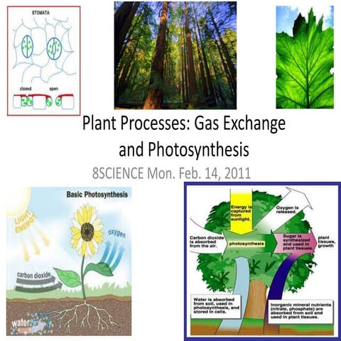 Plant processes photosynthesis | PPTX