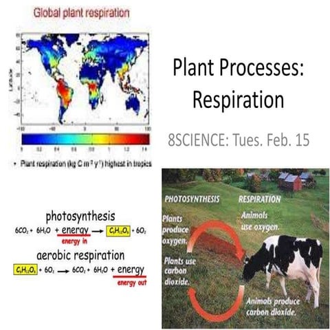 Plant processes respiration | PPTX
