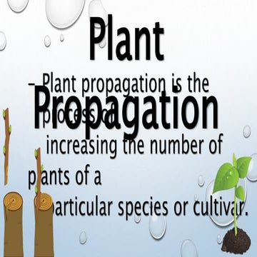 Plant Propagation.pptx