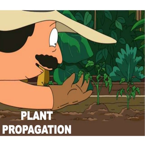 Plant Propagation.ppt the best methods of propagation | PPT