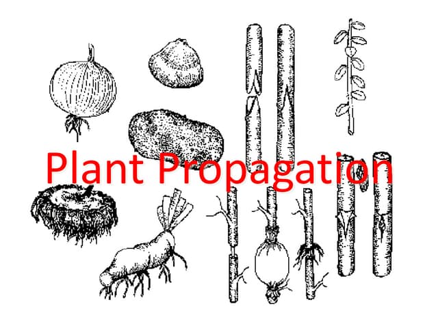 Plant propogation | PPTX | Infertility | Reproductive Health