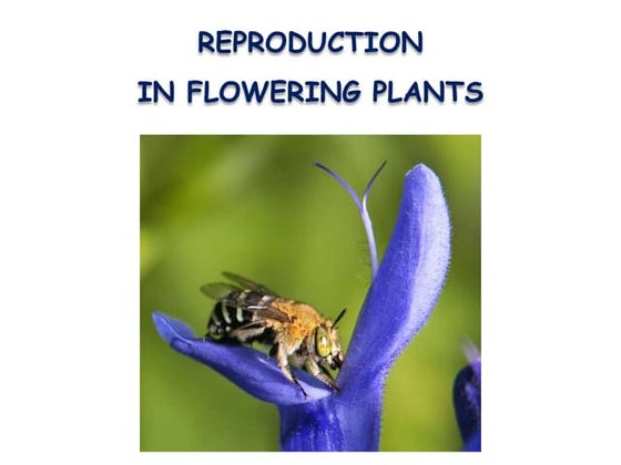 Asexual reproduction in plants | PPT