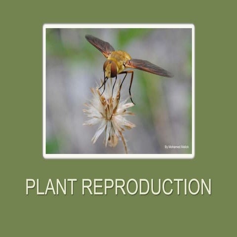Plant reproduction | PPTX | Gardening | Home & Garden