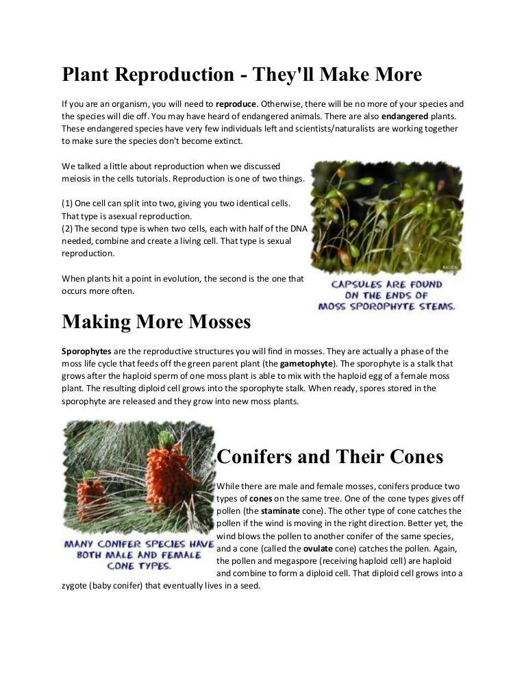 Plant Reproduction Article
