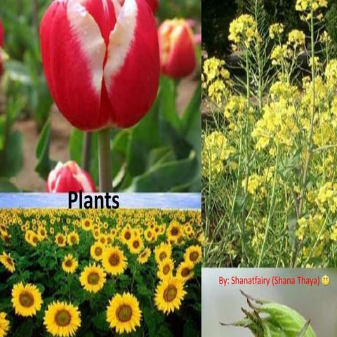All about plants | PPTX