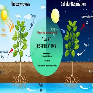 Kalinga ethnic instruments | PPTX