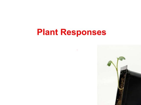The importance of photosynthesis in the ecosystem | PPT