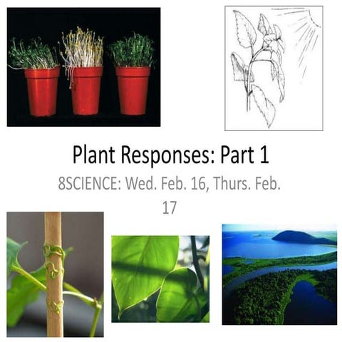 Plant responses part1 | PPTX | Biological Sciences | Science