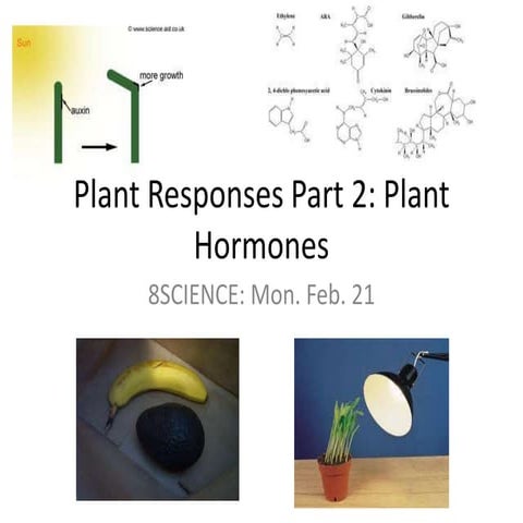 Plant responses part2 planthormones | PPTX | Gardening | Home & Garden