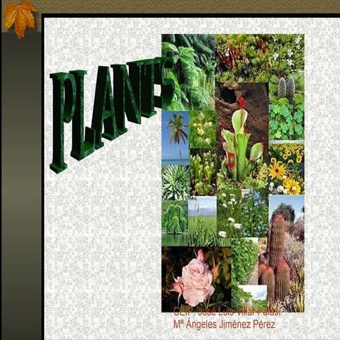 Plants 1 | PPT