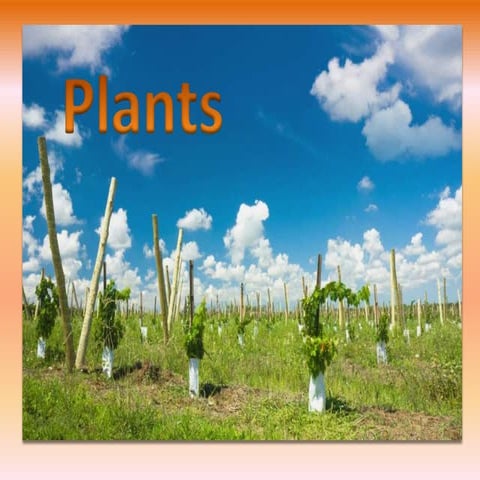 Plants | PPTX
