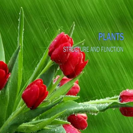 Plants | PPT