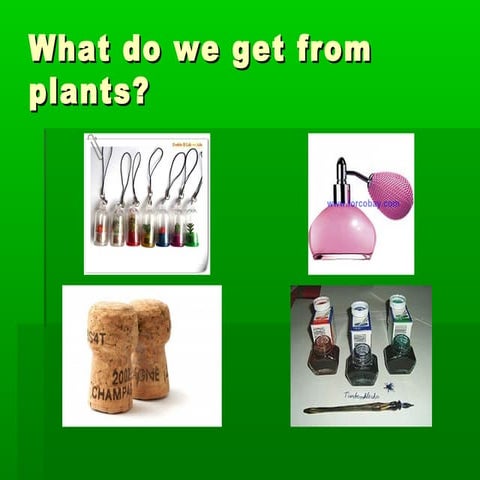 Plants | PPT