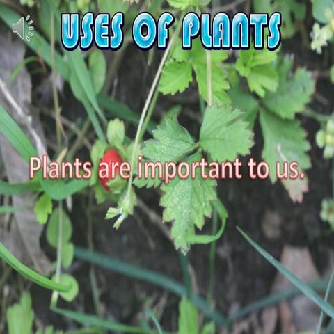 Plants | PPT