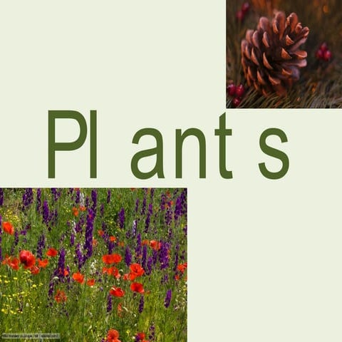 Plants | PPT