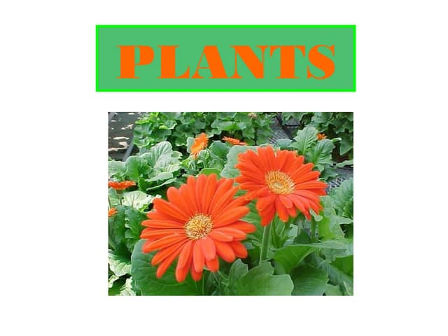 Parts of the plants and their functions | PPT