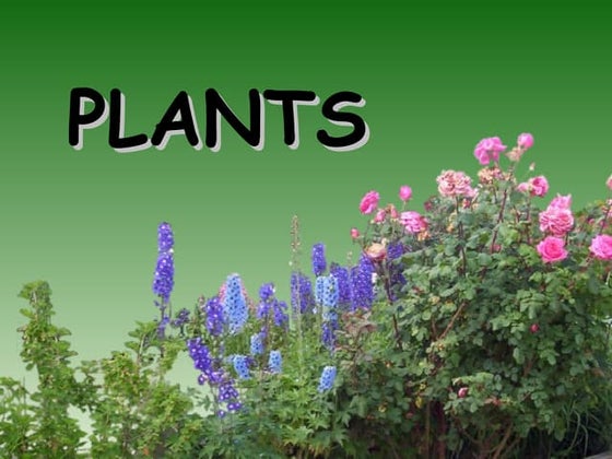 Plants | PPT