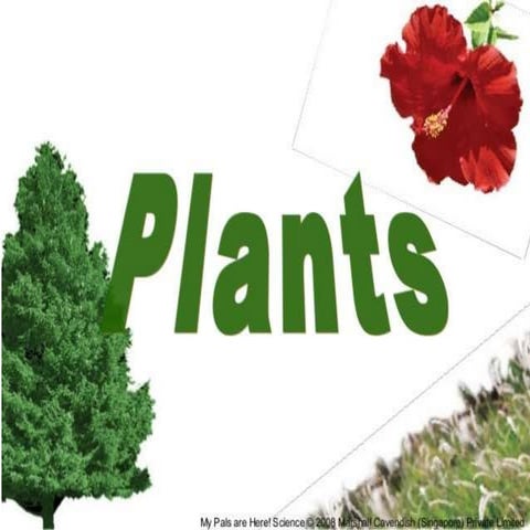 Plants | PPT