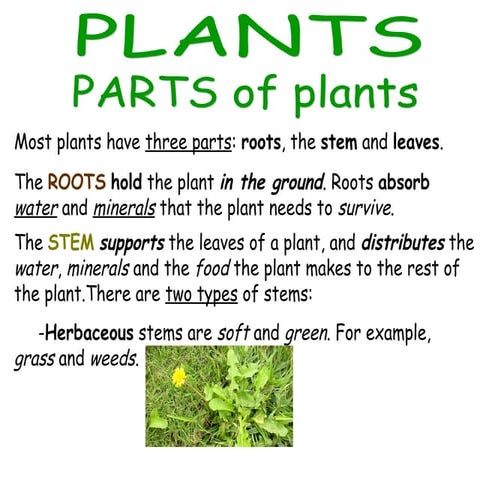 PLANTS parts and classification | PPT | Gardening | Home & Garden
