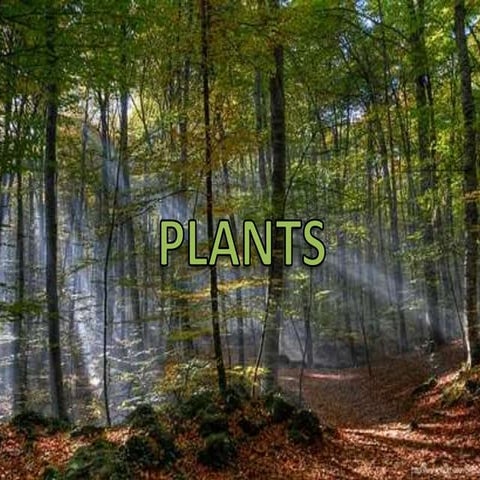 DAV Class 5 Plants | PPTX