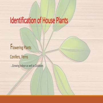 Identification of Plants | PPTX