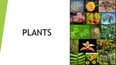 Plants powerpoint and interactive activities | PPT