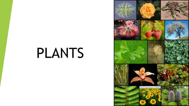 plants needs and plants parts chapter3.grade 3 | PPTX