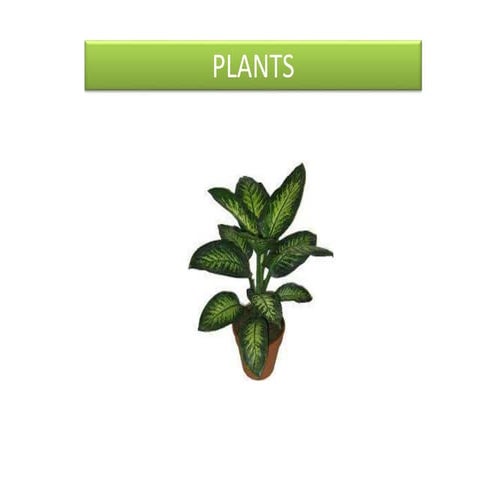 Plants | PPT