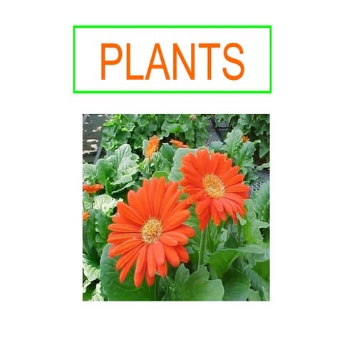 Topic: Parts of a plant for the 4th grades | PPTX