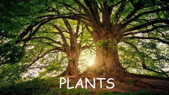 Types of Plants | PPTX