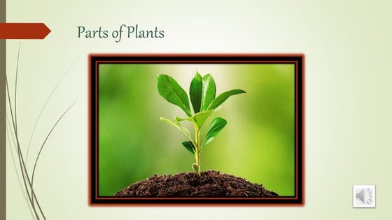 Topic: Parts of a plant for the 4th grades | PPTX