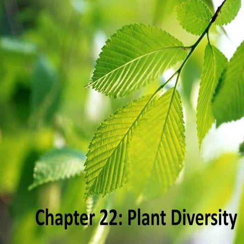 Chapter 22: Plant Diversity (Science 6). | PPTX