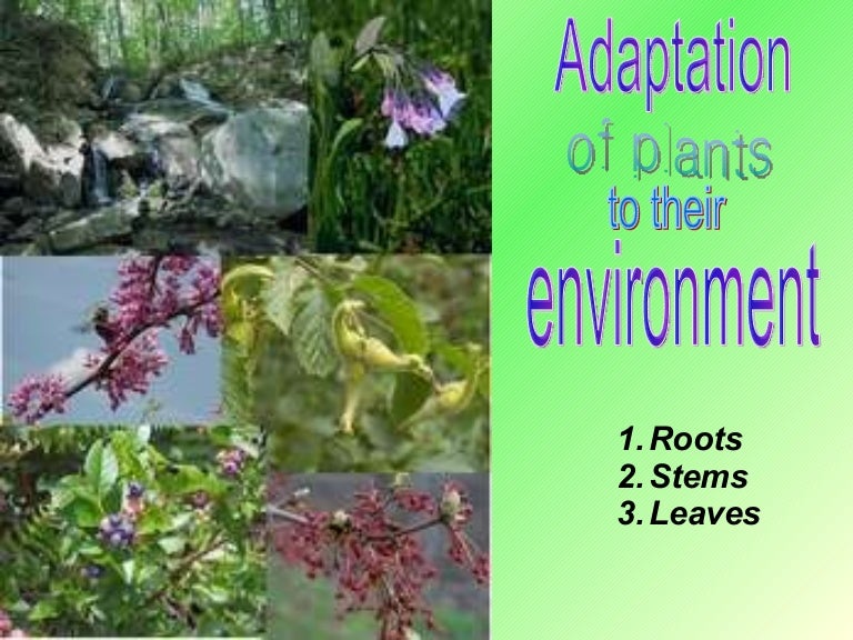 Plants And Environment