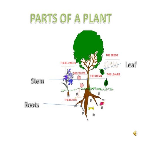 Plants 2 | PPT