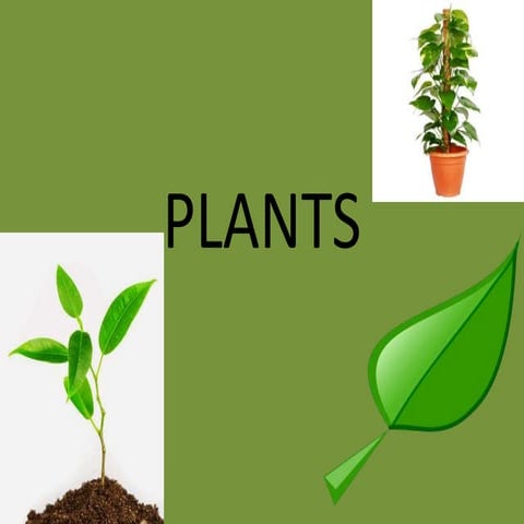 Plants2 | PPTX