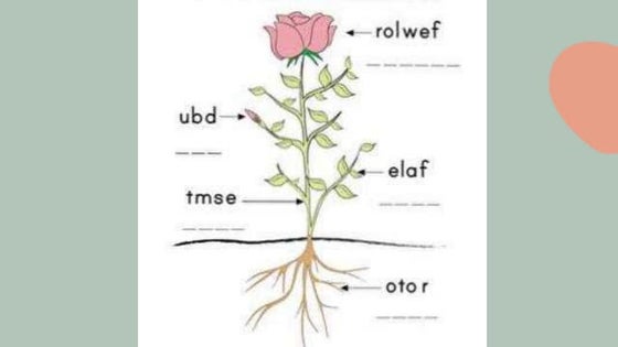 Plant vocabulary | PPT