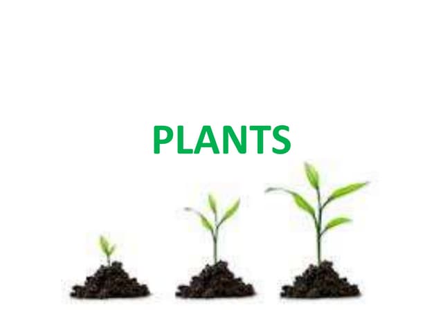Parts of the plants and their functions | PPT