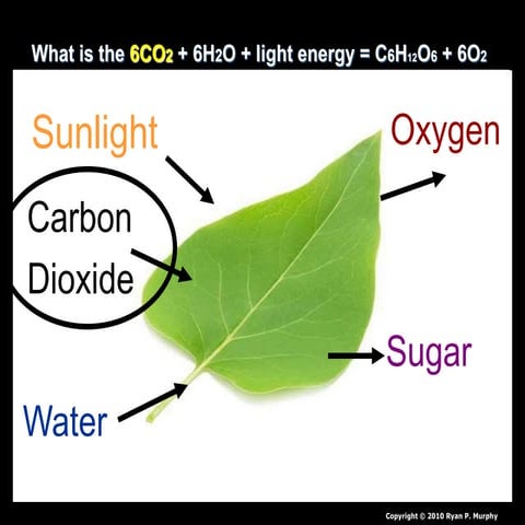 Study of Plants Introduction and Photosynthesis Lesson PowerPoint ...