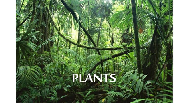 Environmental Science (EVS) : Plants Around Us (Class III) | PDF