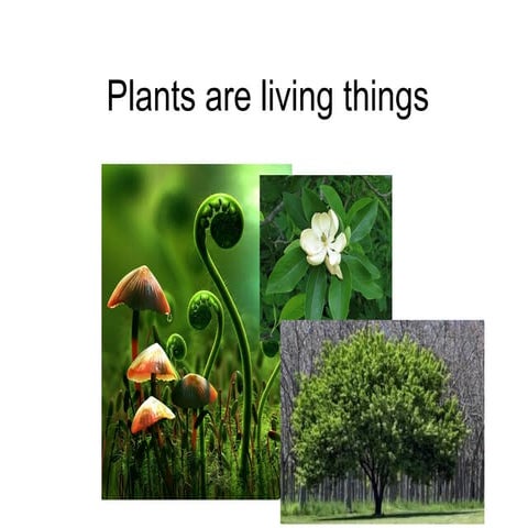 Plants are living things | PPT