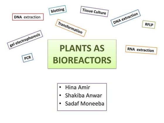 Plants as bioreactor | PPTX | Biotech and Biomedical Industry | Industries