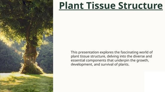 PLANT TISSUES grd10E.pptx