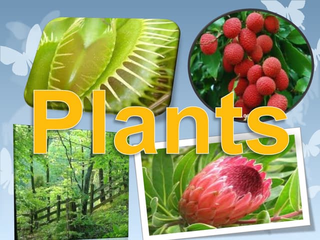 Plants Root and Shoot Systems-GRADE 4.pptx