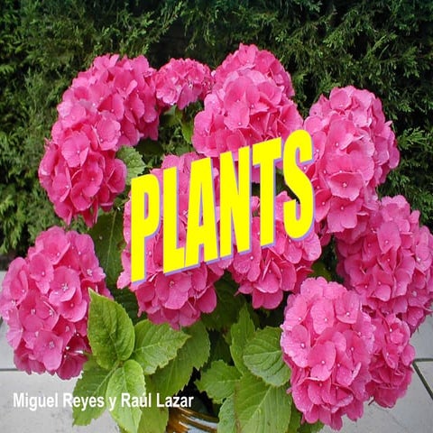 DAV Class 5 Plants | PPTX