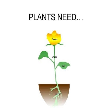 Plants need | PPT
