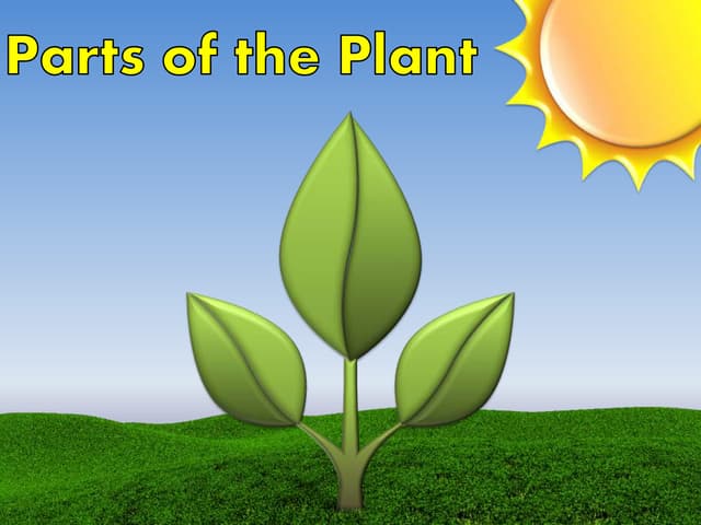 Parts of the plants and their functions | PPT