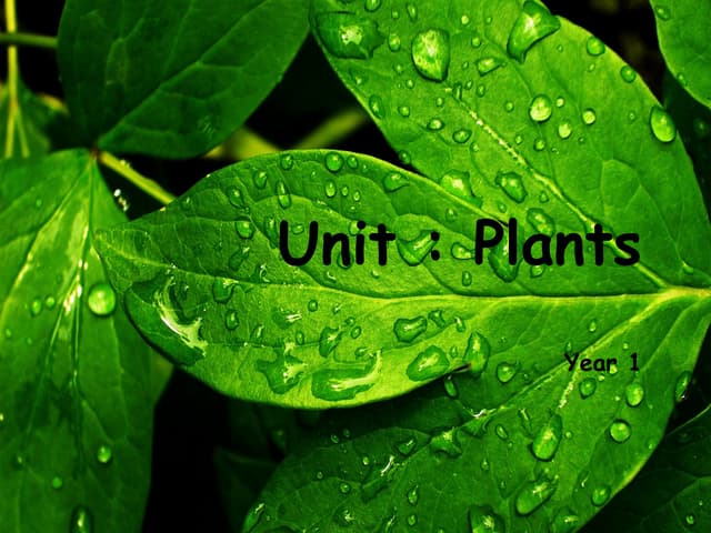 Types of plants | PPTX