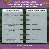 Plant Producing Essential Oils | Applied Metaphysics Singapore | PDF