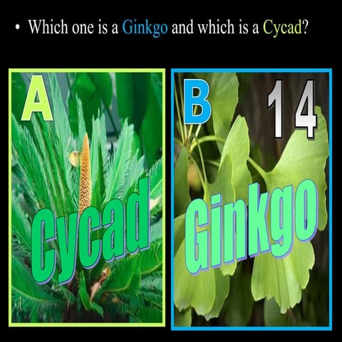 Kingdom Plantae, Plant Biology PowerPoint Review Game, Quiz | PPTX ...