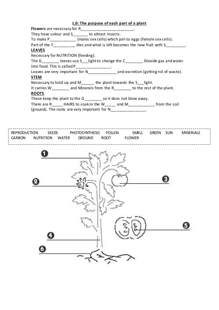 Plants science 4º